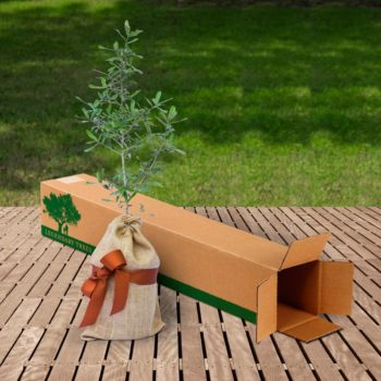 Treaty Oak | Austin Live Oak | Texas History