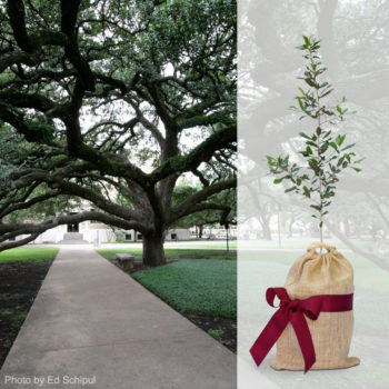 Century Tree | Texas A&M Gifts | Legendary Trees