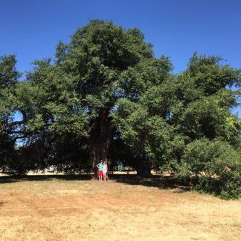Treaty Oak | Austin Live Oak | Texas History