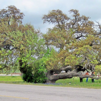 Treaty Oak | Austin Live Oak | Texas History