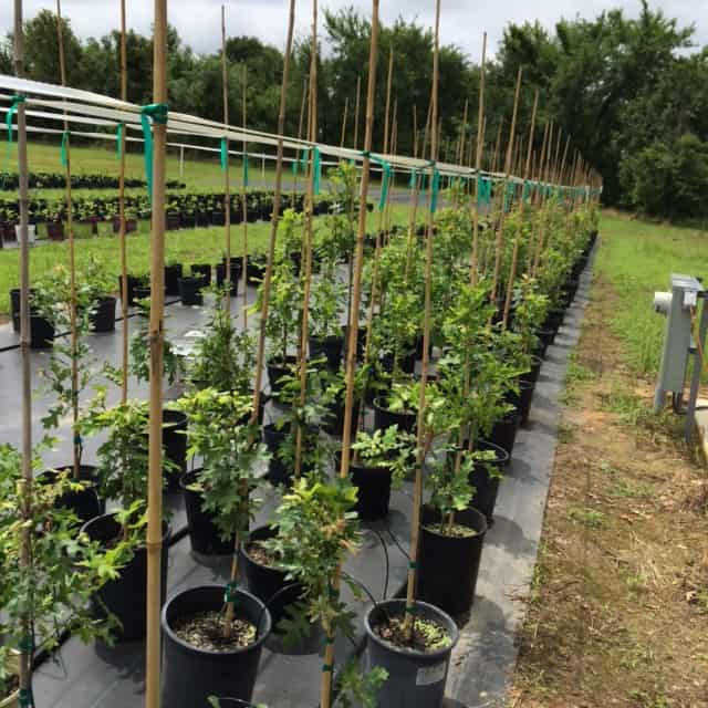 Honor a Loved One with a Memory Tree | Legendary Trees